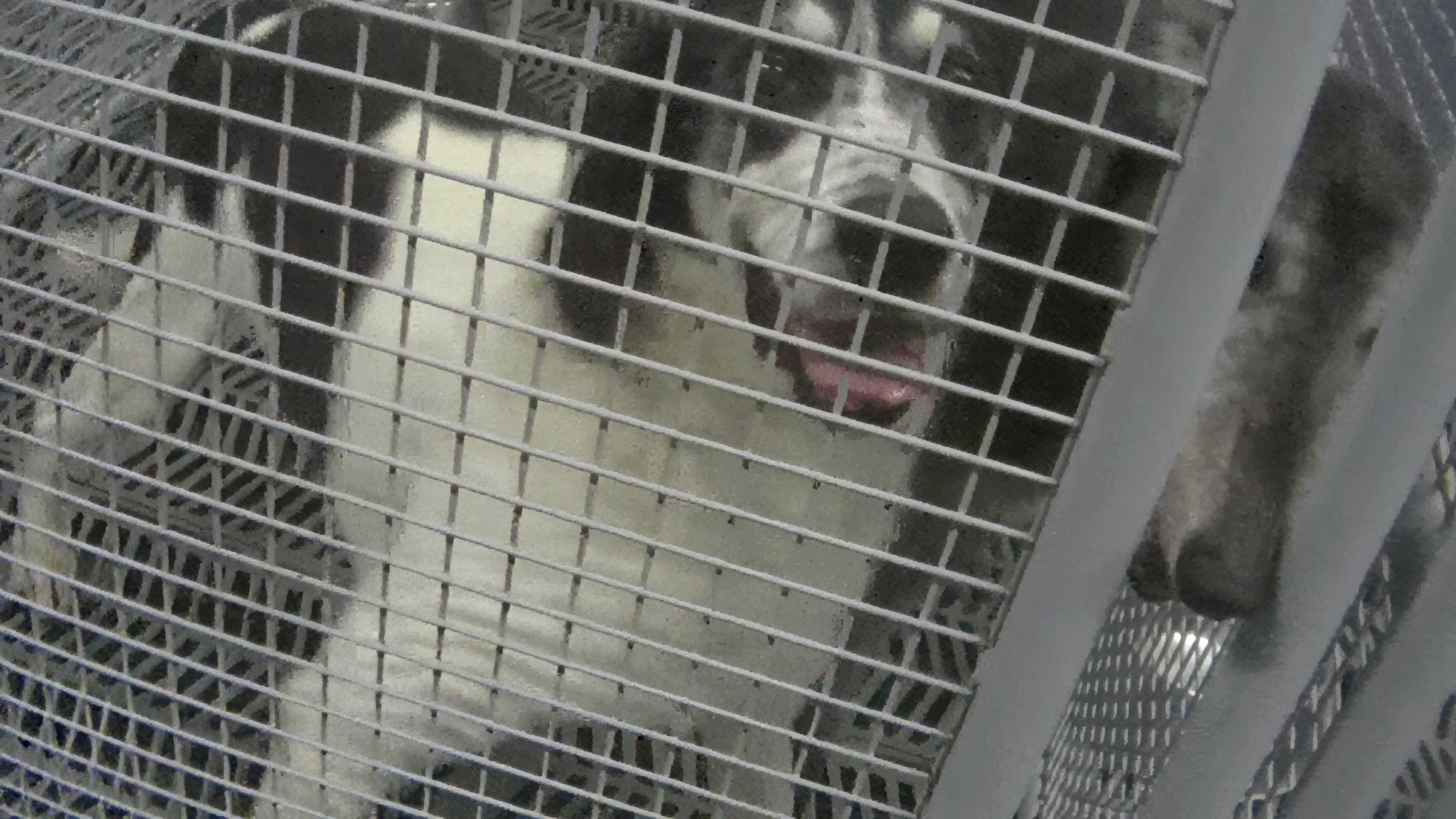 PETA Reveals Hundreds of Animals Bled and Caged Until Death | PETA