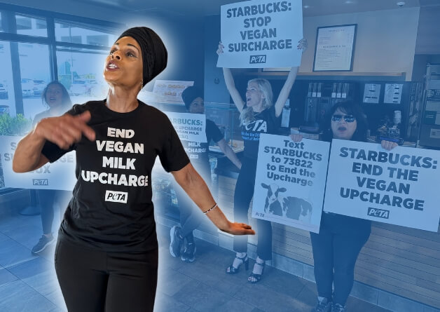Watch: Babette Davis Glues Herself to Starbucks Counter | PETA