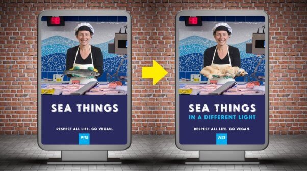 Believe It: Fish Form Friendships! | PETA