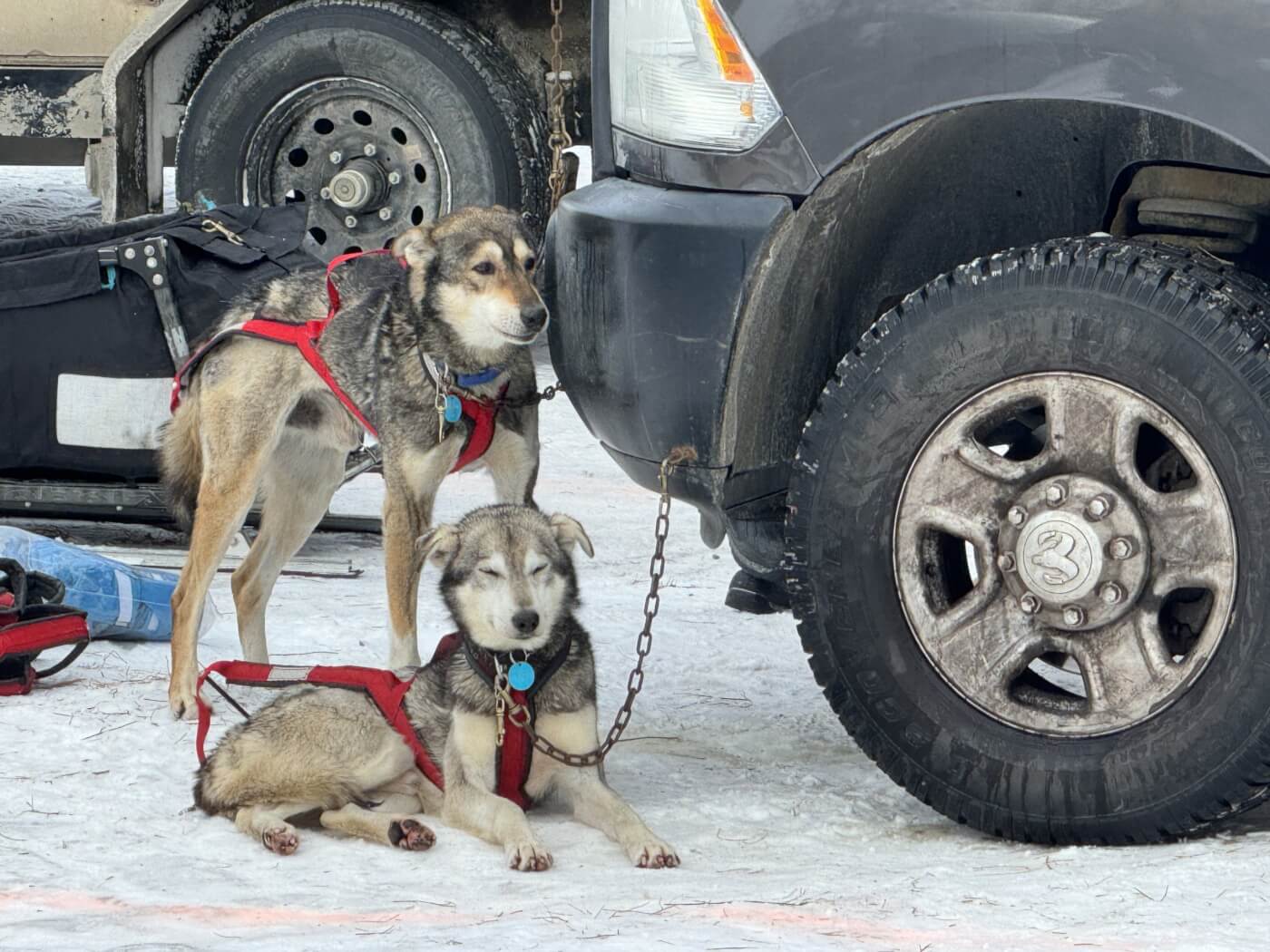 Is the Deadly Iditarod Related to the Nome Serum Run? | PETA