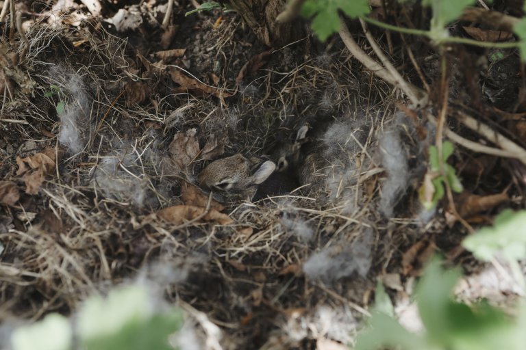 Found a Baby Bunny? When and How to Care for a Wild Rabbit