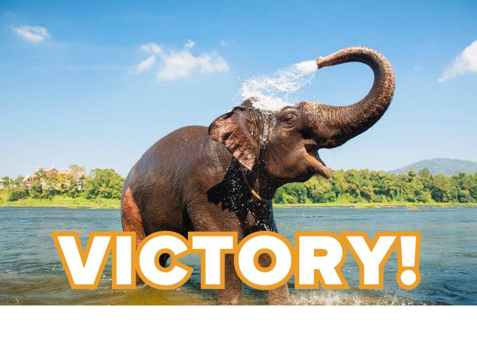Victory! Indonesia Moves to Protect Exploited Elephants | PETA
