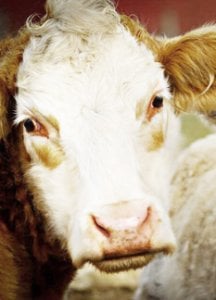 People for the Ethical Treatment of Animals (PETA)