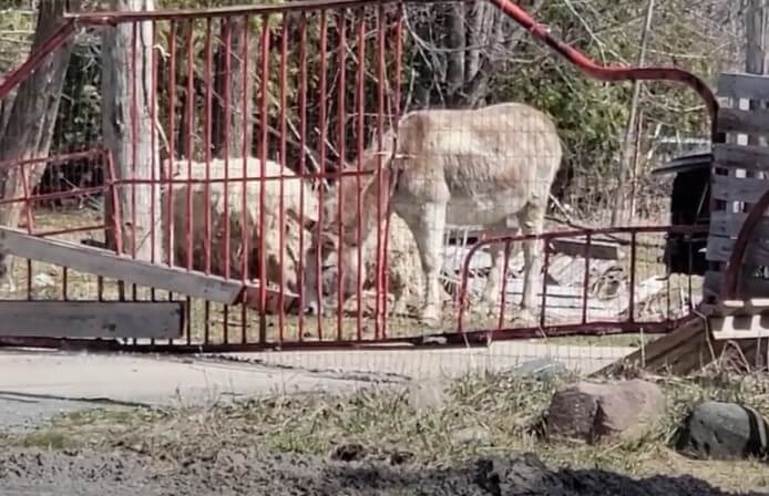 UPDATE: Urge Ontario Authorities to Assist Donkey With Severely ...