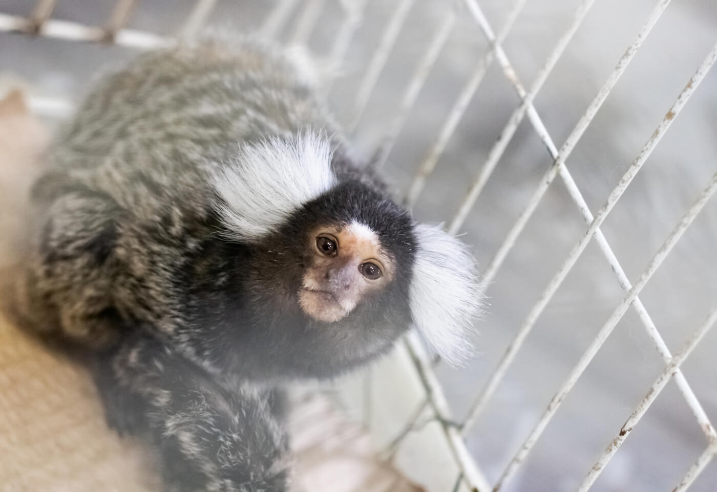 UMass Experimenters or Stormtroopers? Yoda the Marmoset’s Life and ...