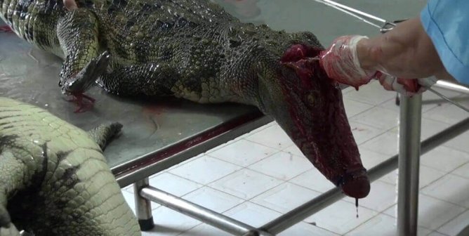 Photo Gallery: Animals Used for Clothing | PETA