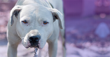 People for the Ethical Treatment of Animals (PETA)