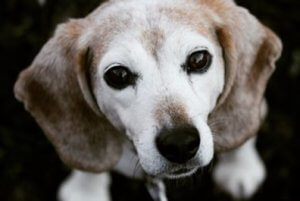 Dog Supplier Cited by OSHA After Worker’s Hand Is Cut Off; PETA Urges ...