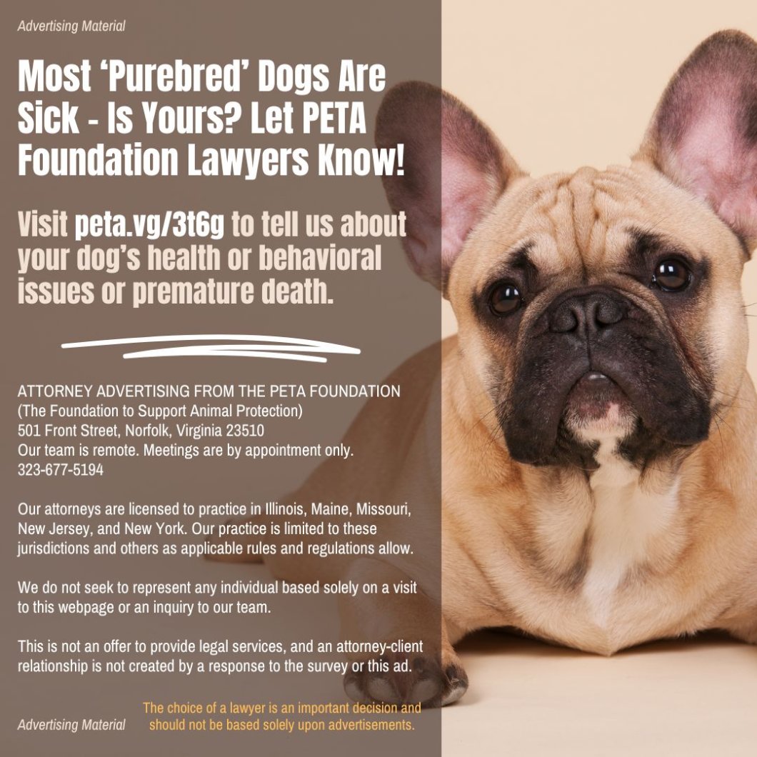 Top 10 Most ‘Overbred’ Dogs | PETA