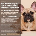 Is Your Dog Sick? Most ‘Purebred’ Dogs Are | PETA