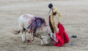 Running of the Bulls: Bulls Tortured, Stabbed to Death | PETA