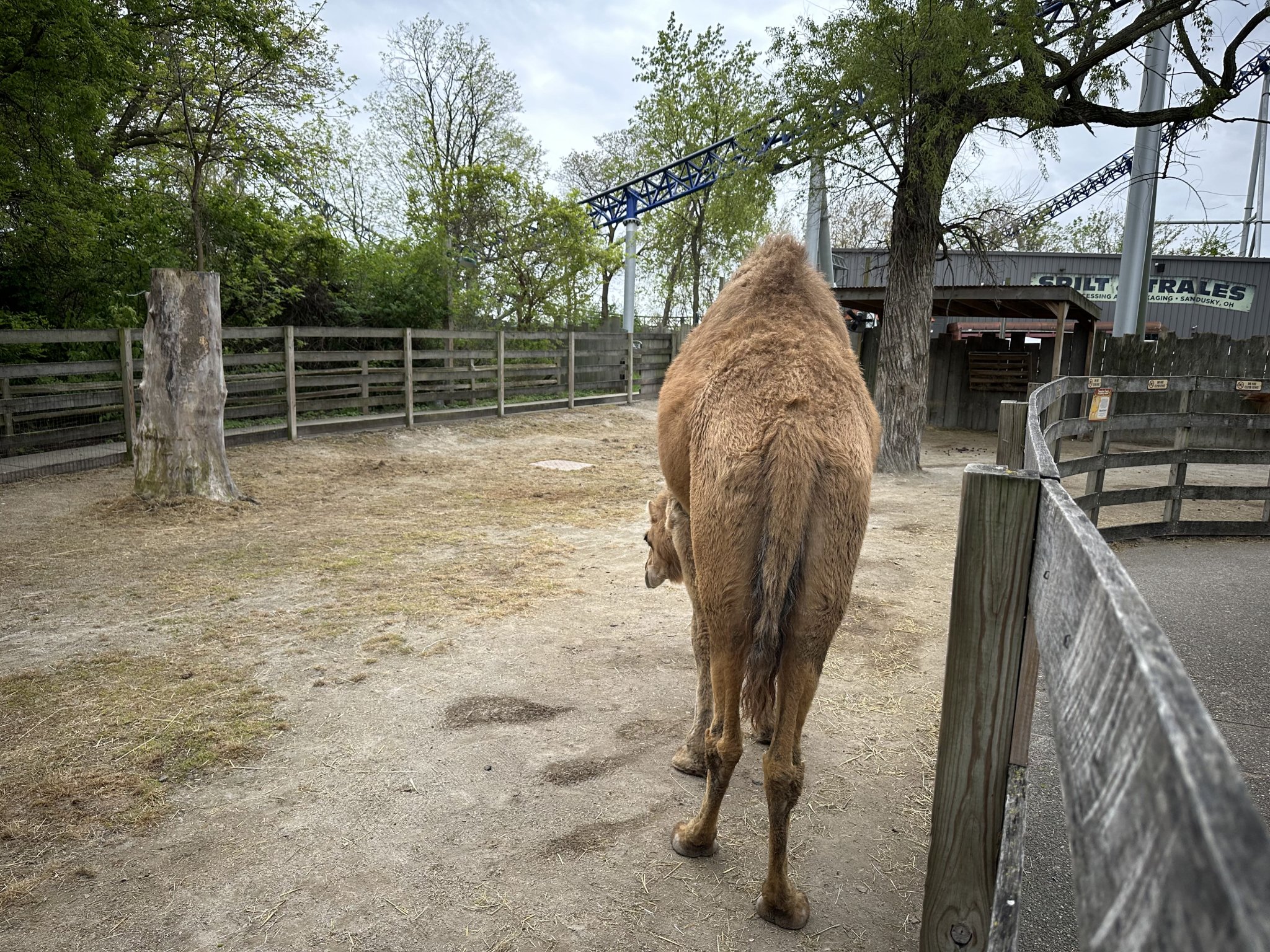Goats and Camels Escape at Cedar Point; Exhibitor Cited | PETA