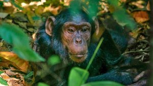 ‘Chimp Crazy’ Deep Dive: Who Was Buck the Chimpanzee? | PETA