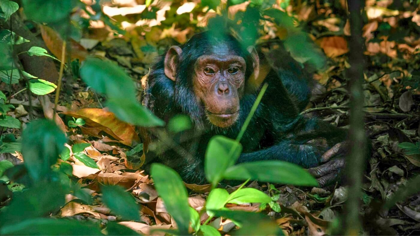 Legal Case Summary: Missouri Primate Foundation | PETA Foundation