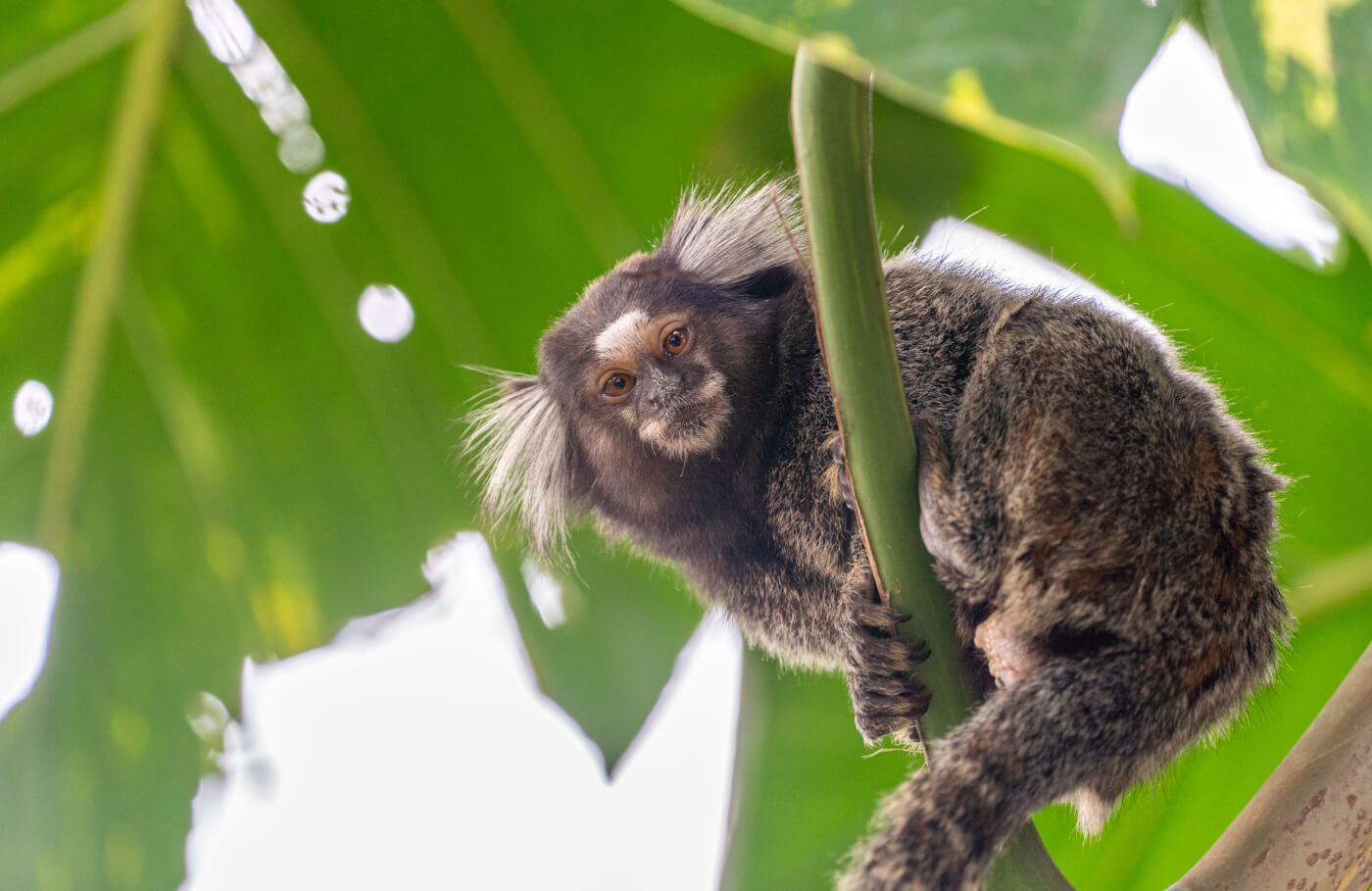 Monkeys Scared Awake on Your Dime: Take Action to Balance the Books | PETA