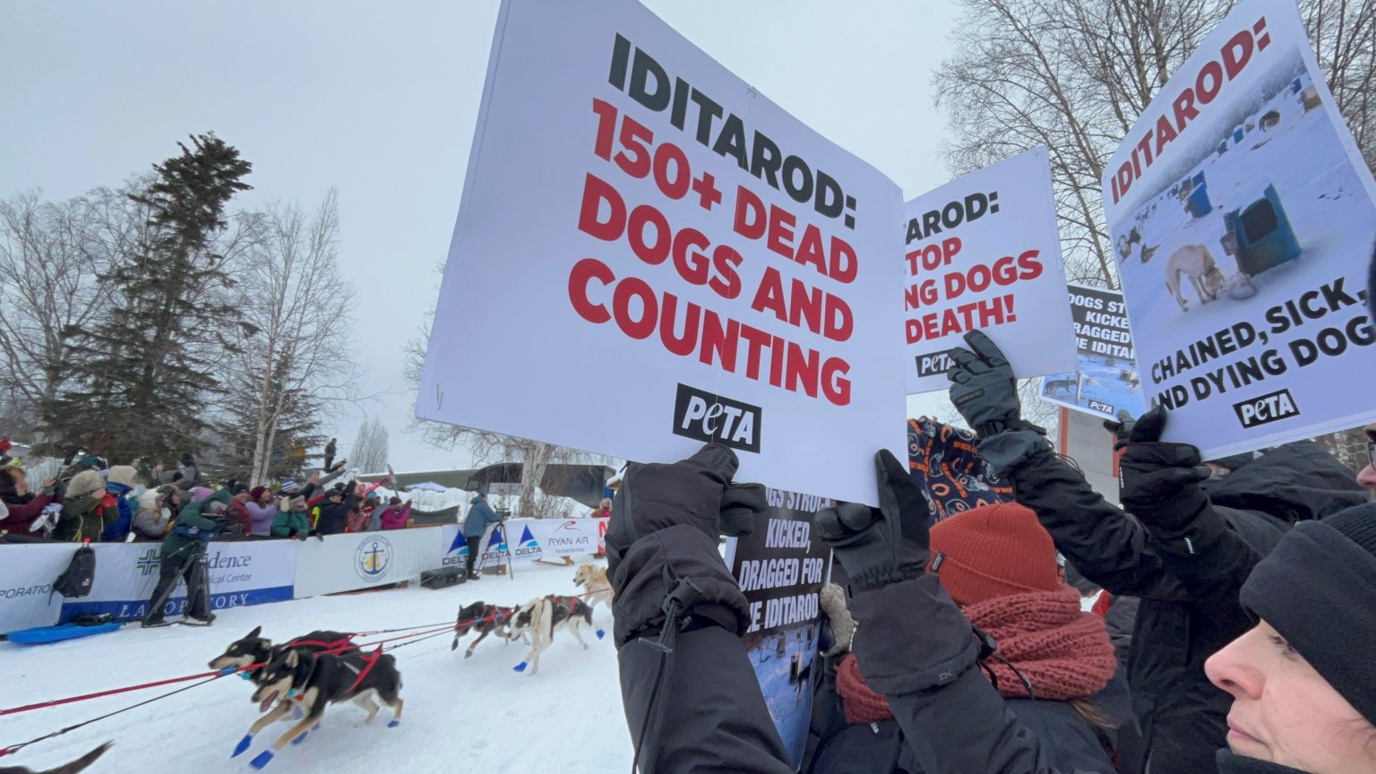 Why These Six Iditarod Mushers Are in the Hall of Shame | PETA