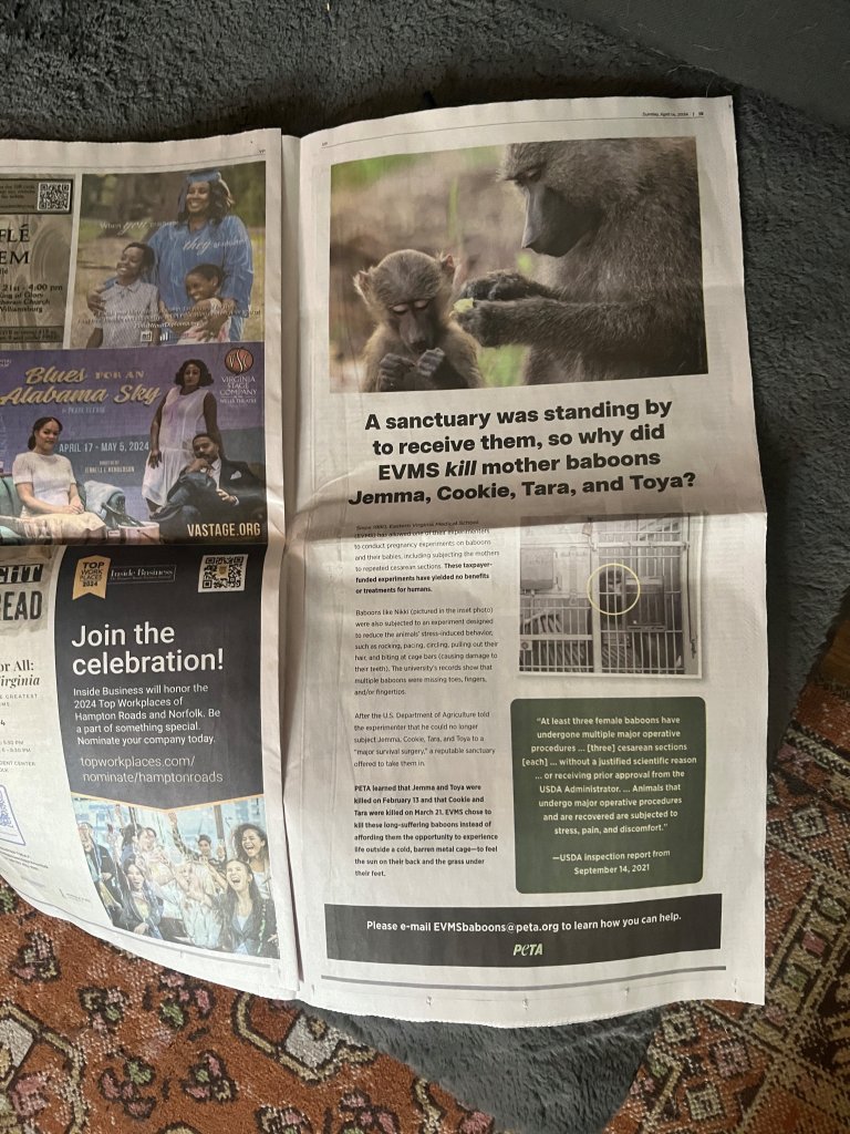 Campaign Updates: PETA Calls For End of Baboon Pregnancy Experiments at ...