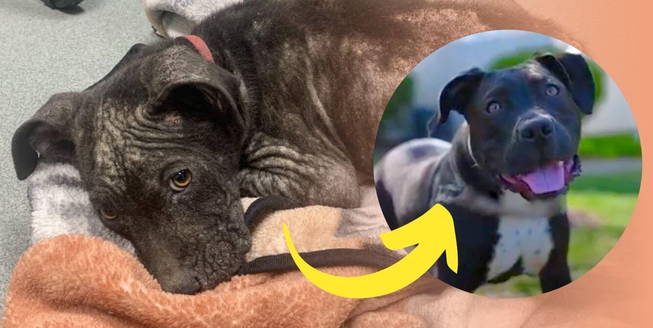 Rescued! WATCH Dave the Dog’s Journey | PETA