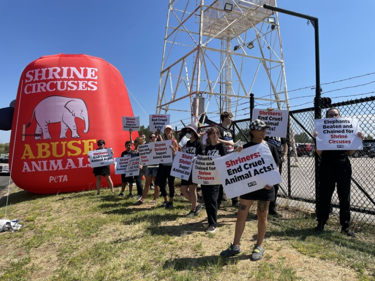 This Fez Is for You! Shriners to Face PETA’s Massive Prop Over Circus ...