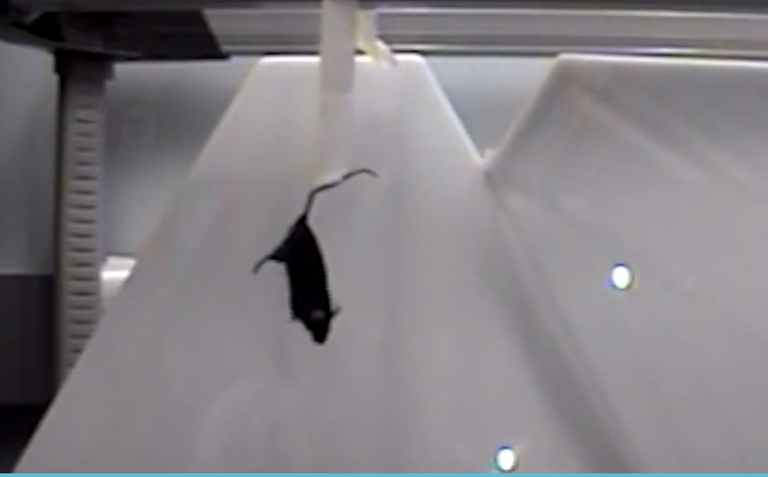 New Paper by PETA Scientists Tackles Flawed Pharmaceutical Experiments ...