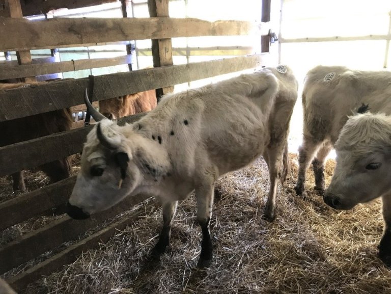 Feds Slam Mt. Hope Auction for Denying Vet Care to Dozens of Sick ...