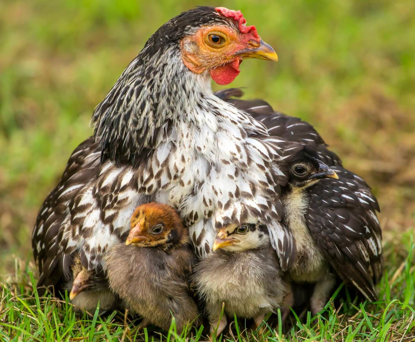 ‘What Can I Do to Help Animals?’ LOTS! | PETA