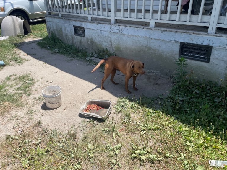 North Carolina dogs | PETA