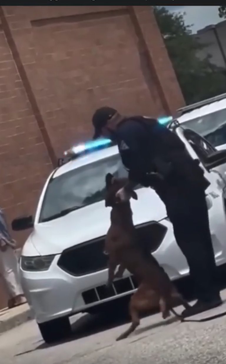 How Does PETA Feel About the Use of K-9s? | PETA