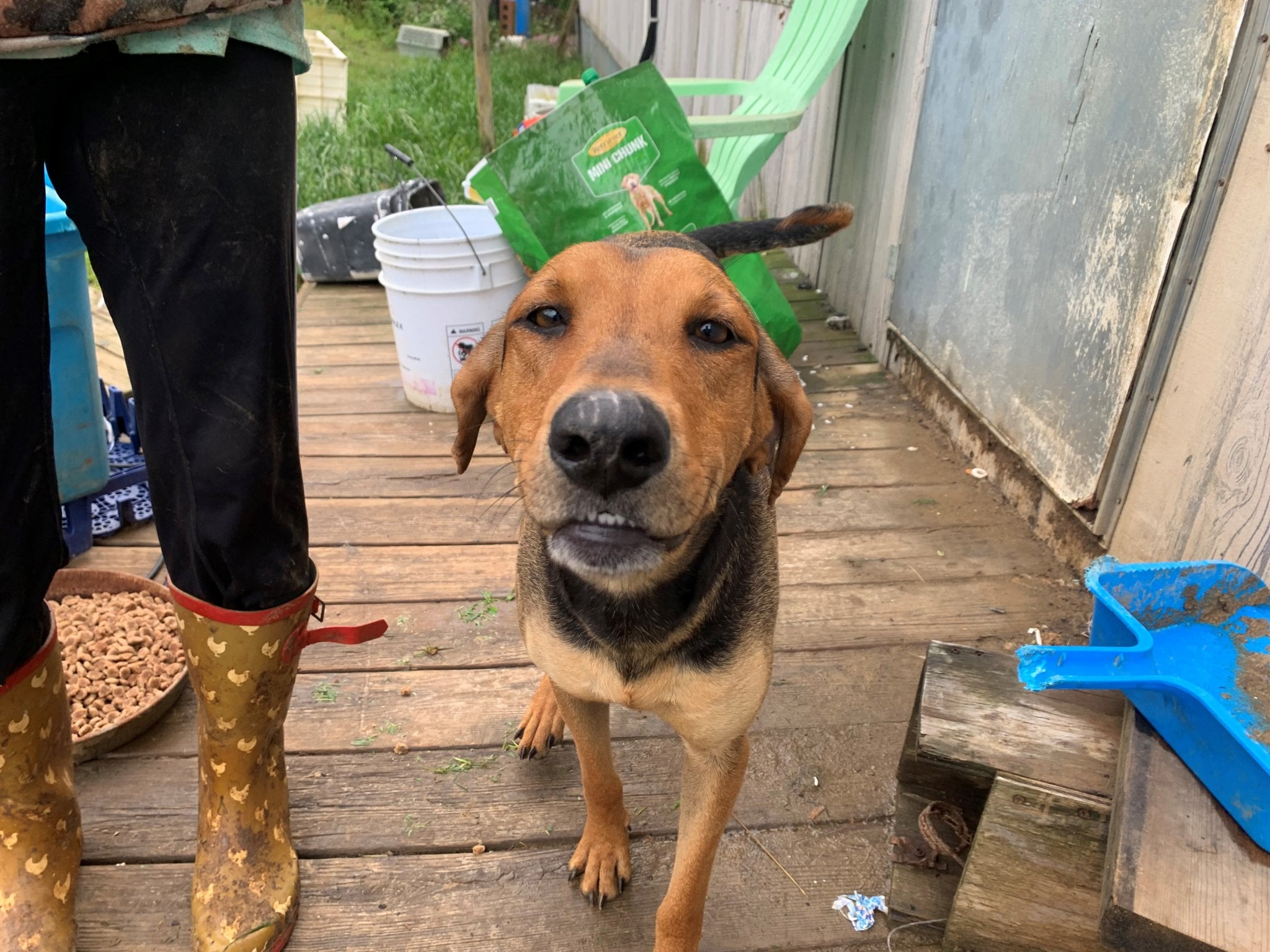 PETA Saves Animals From Scorching Heat and Pummeling Storms | PETA
