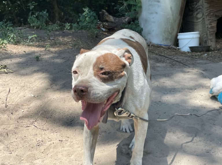 North Carolina dogs | PETA