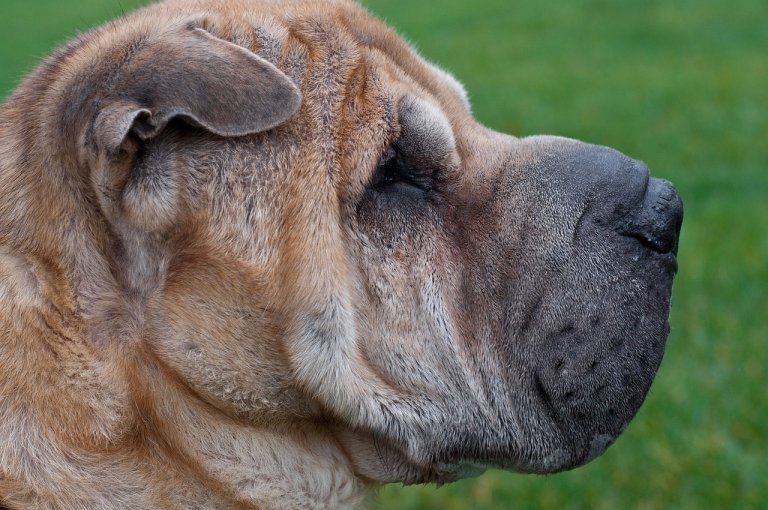 Are Shar-Peis Healthy Dogs? | PETA