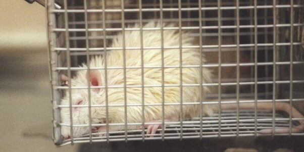 My Medicine Was Tested on Animals—Should I Take it? | PETA