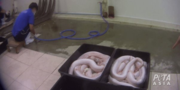 How Crocodiles and Pythons Become Purses and Shoes | PETA