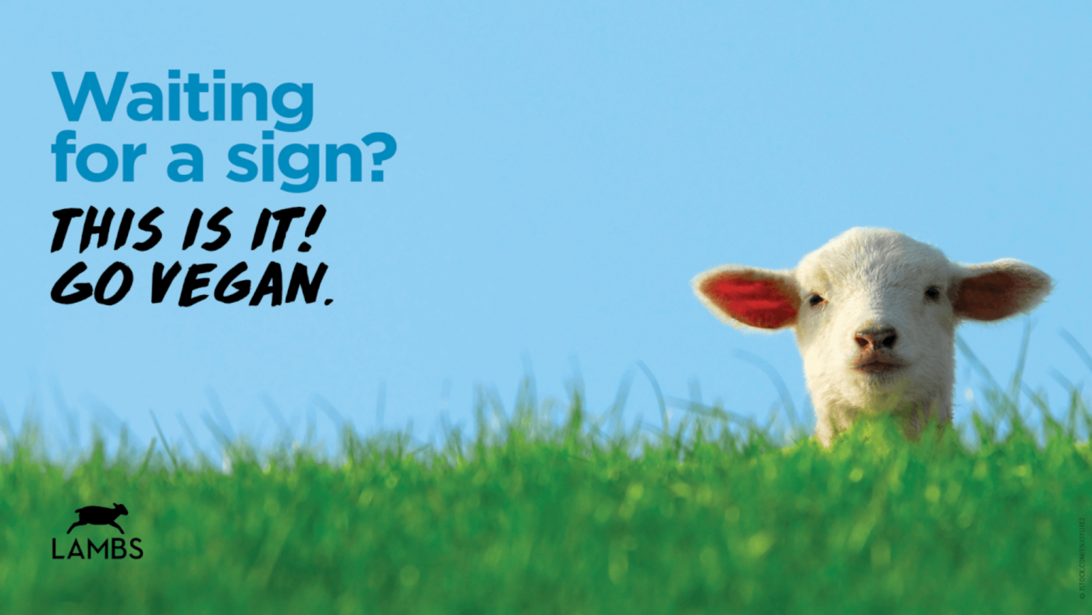 ‘What Can I Do to Help Animals?’ LOTS! | PETA