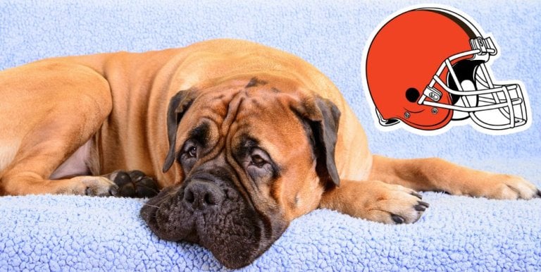 Cleveland Browns Should Do Right by Dogs | PETA