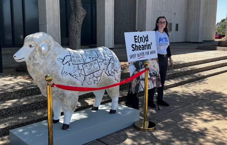 E(n)d Shearin’—PETA’s Sheep Statue—Takes a Stand | Blog