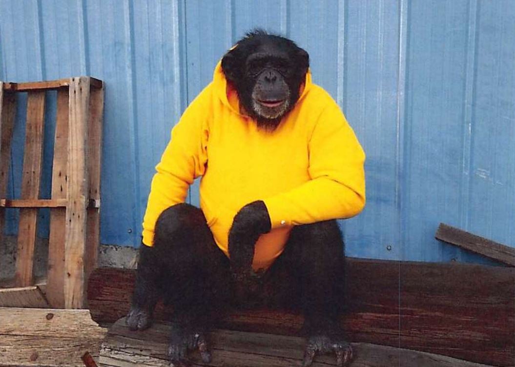 ‘Chimp Crazy’ Deep Dive: Who Was Buck the Chimpanzee? | PETA