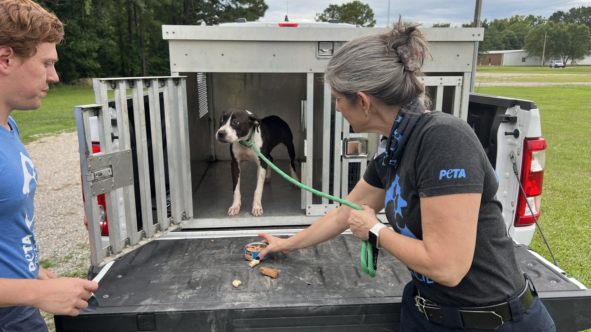 Watch Rescued Pit Bull Billie ‘Get Used to the Good Things’ | PETA