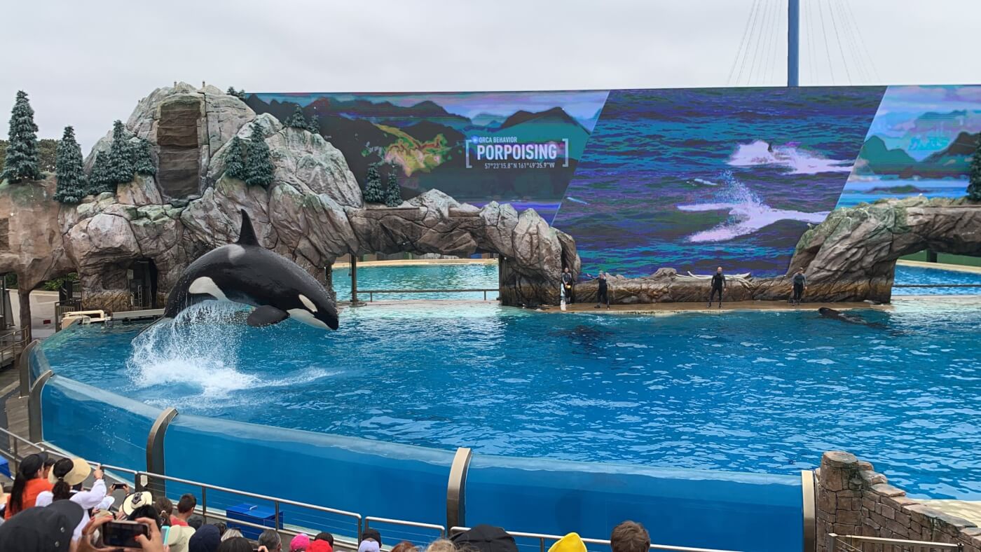 Corky’s Captivity Clock Is Ticking: Every Second Counts | PETA