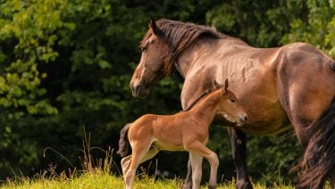 How Many Horses Have Died at Churchill Downs? | PETA