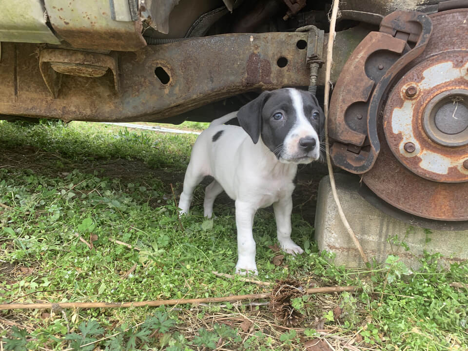 Spay/Neuter Law in Barrow County, Georgia | PETA