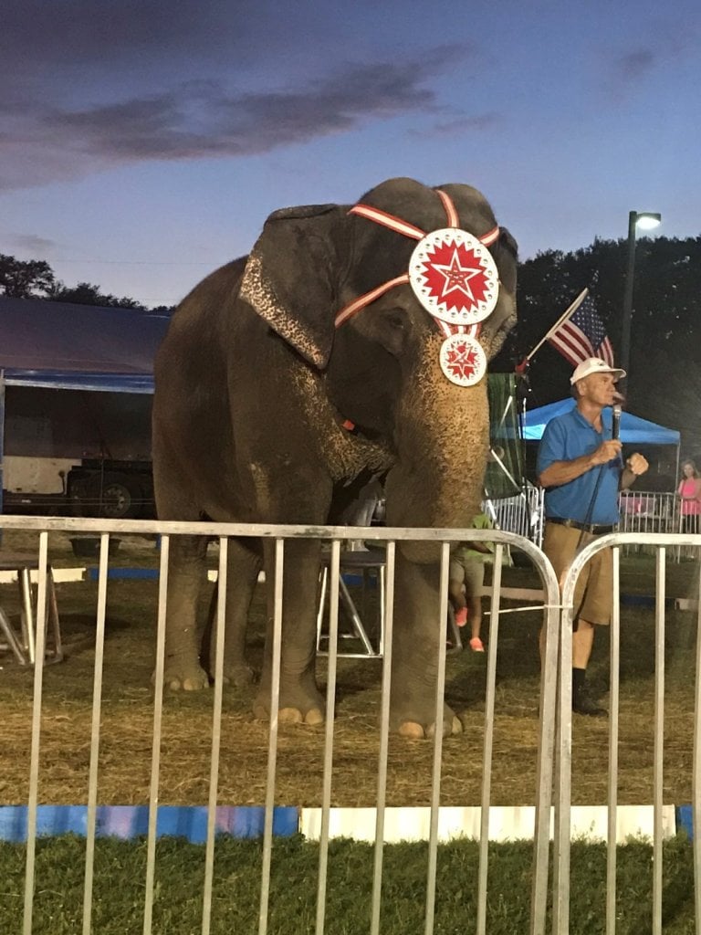 Crushed Spirits: Meet the Elephant Victims of Shrine Circuses | PETA