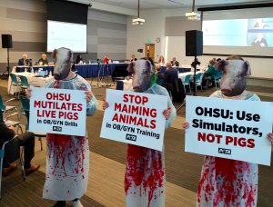 Breaking: OHSU Pauses Pig Mutilation Drills; More Than 175 Physicians ...