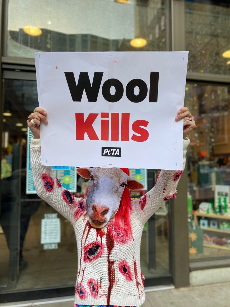 Are Sheep Killed After Producing Wool? New Poll Findings Explained | PETA
