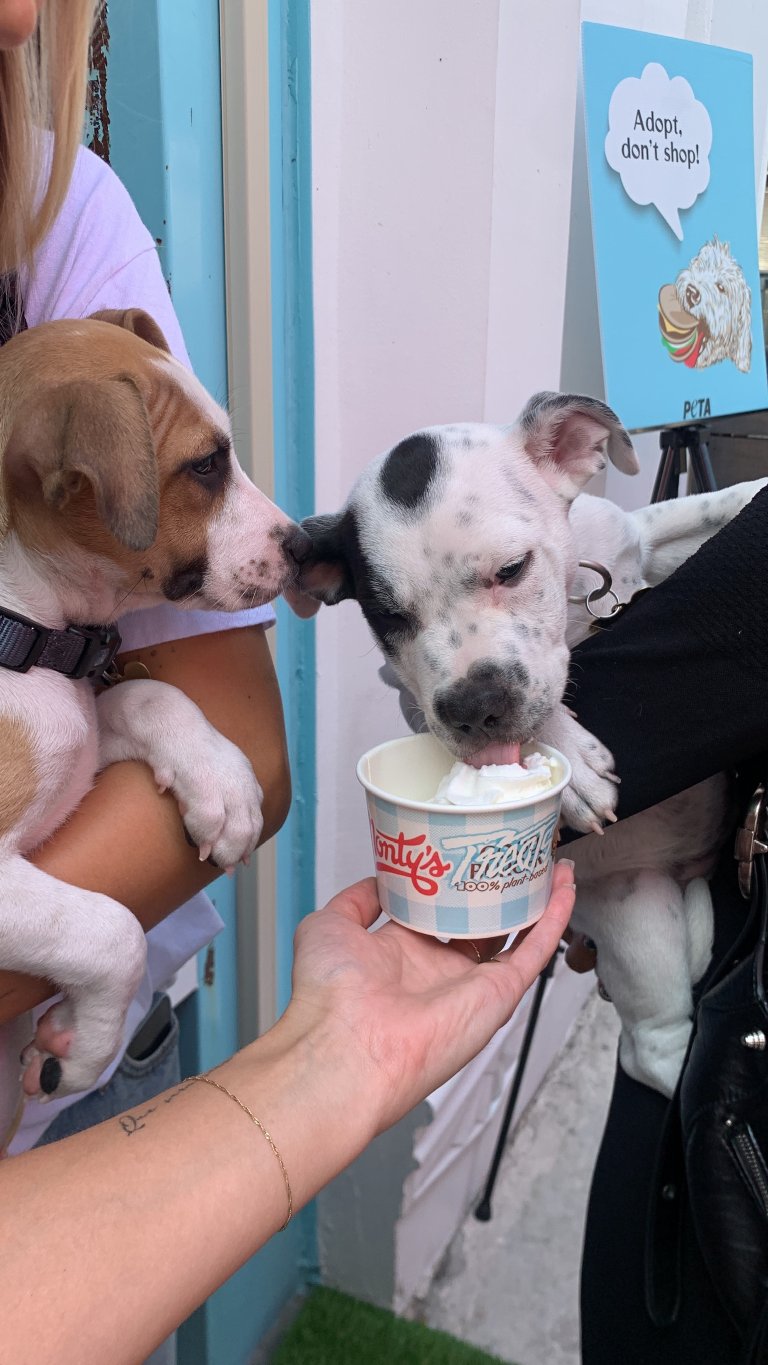 PETA and Monty’s Good Burger: All Dogs Deserve a Loving Home | PETA