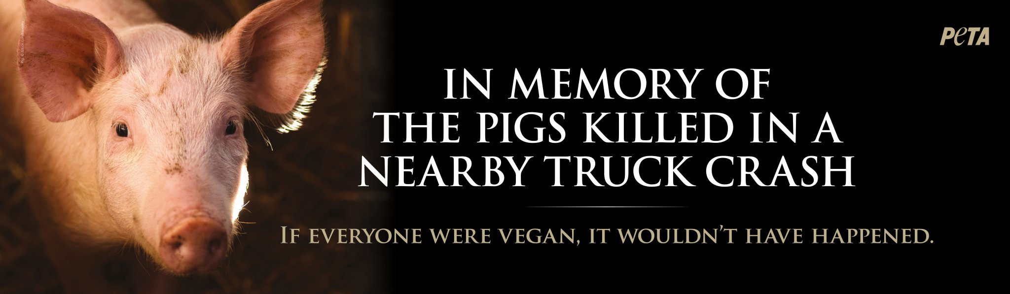 Deadly Pig Truck Crash Prompts PETA Highway Memorial Urging Empathy in ...