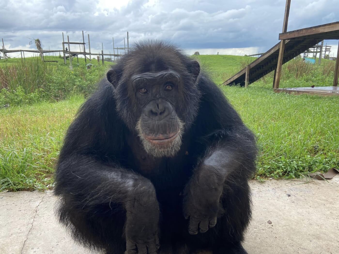 ‘Chimp Crazy’ Villain Tonia Haddix SENTENCED! | PETA