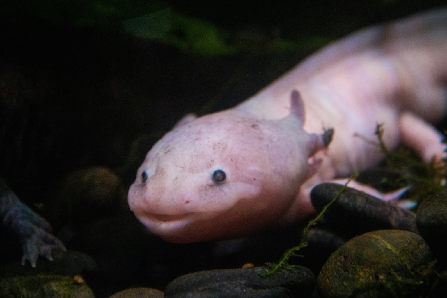 Amazing Facts About Axolotls | PETA