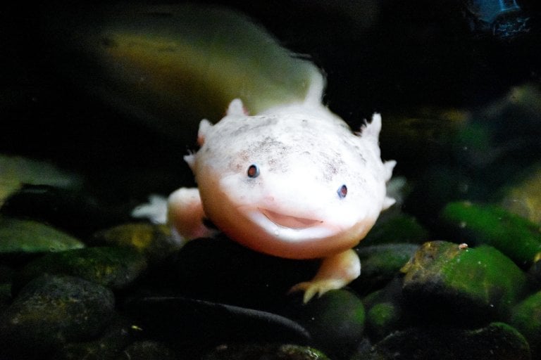 Amazing Facts About Axolotls | PETA