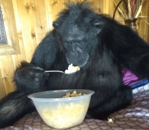 New HBO Series Featuring Pendleton Chimpanzee Sparks Push to Ban ...